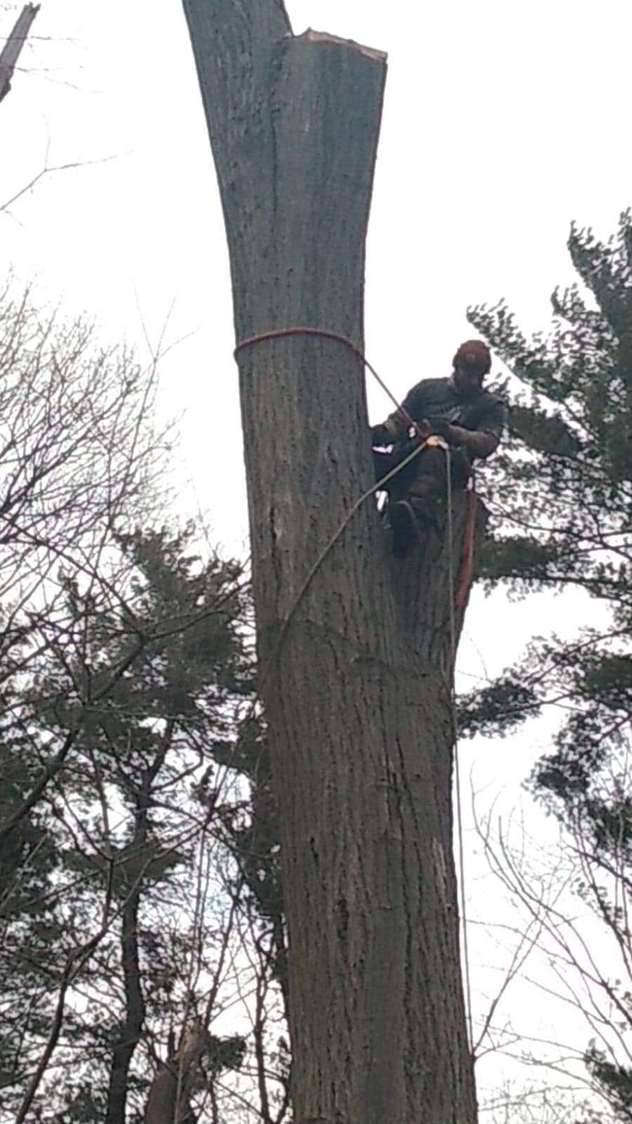 Long Island Tree Services Photos