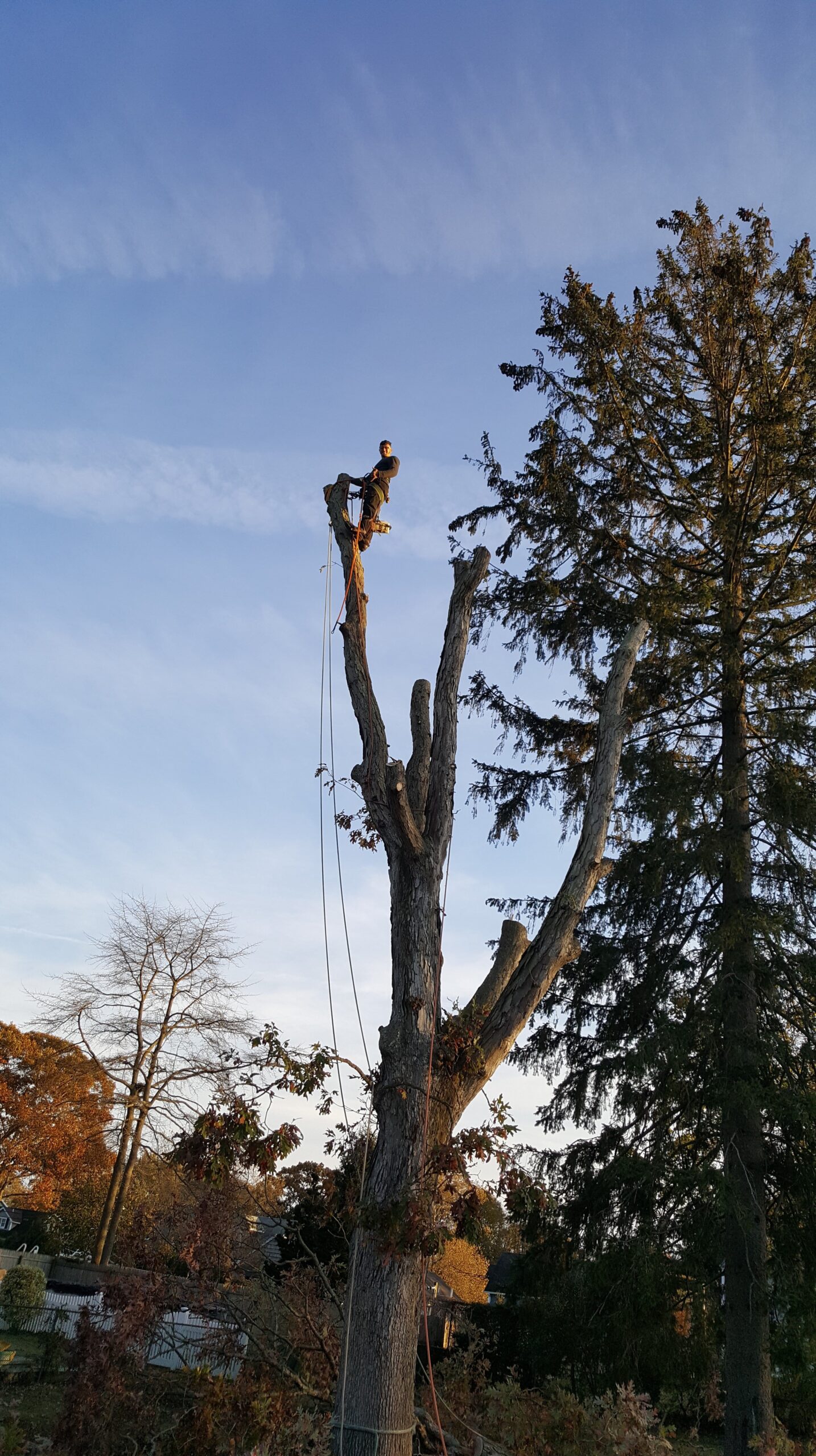 Long Island Tree Services Photos